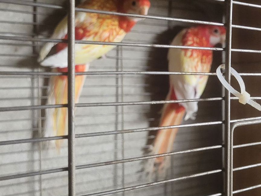 Попугай розелла