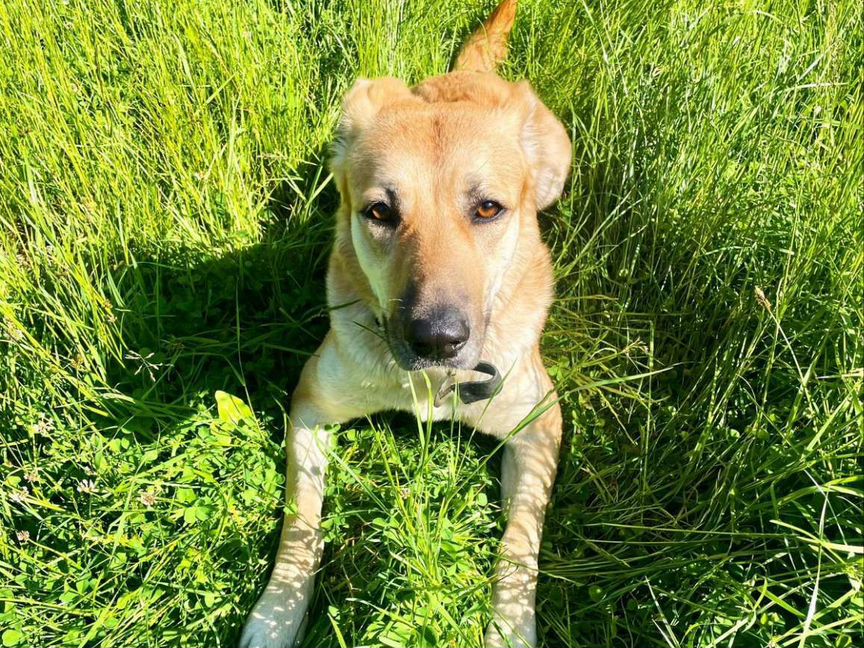 Собака в добрые руки бесплатно