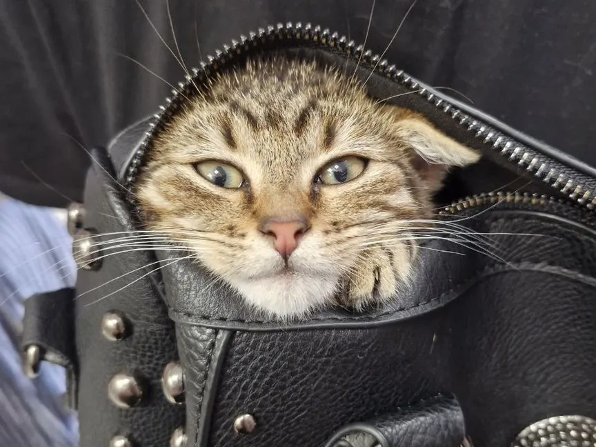 Котята в добрые руки бесплатно мальчик