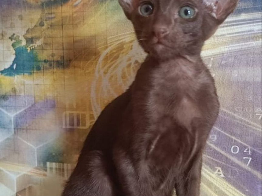 Ориентальные котята
