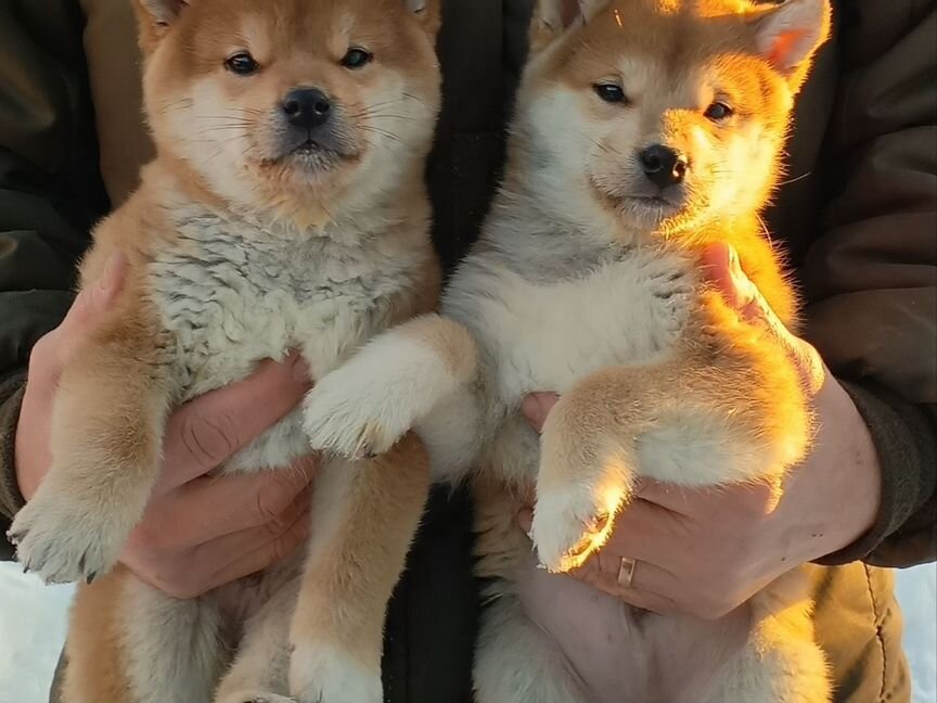 Щенки Сиба Ину