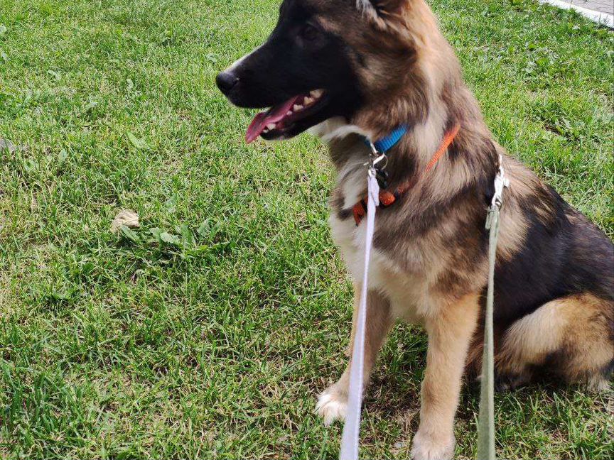 Небольшой кобель в добрые руки