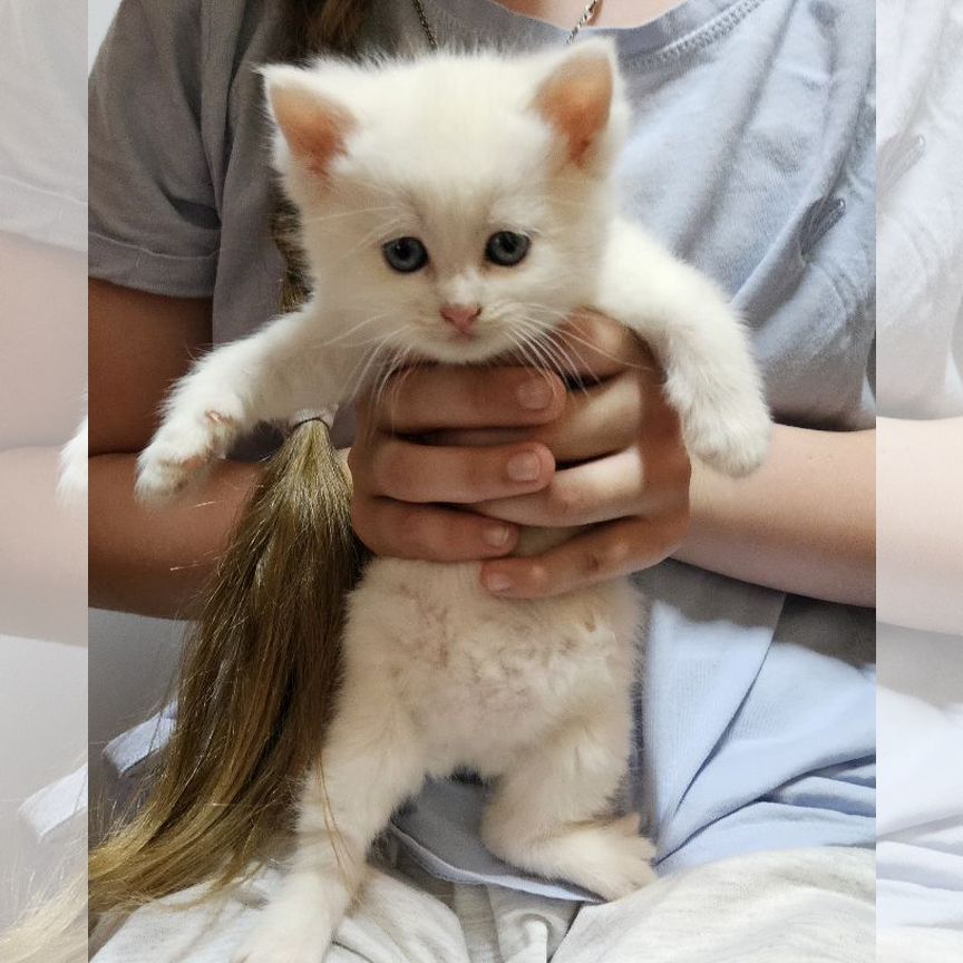 Котёнок в добрые руки