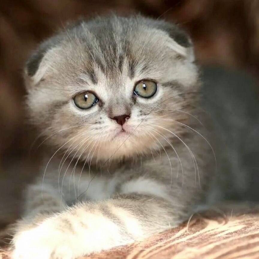 Шикарные вислоухие плюшечки)