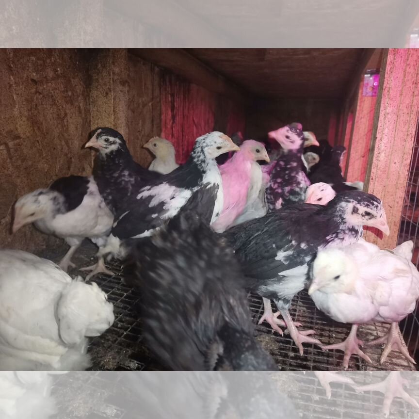 Куры молодки несушки Австралорп