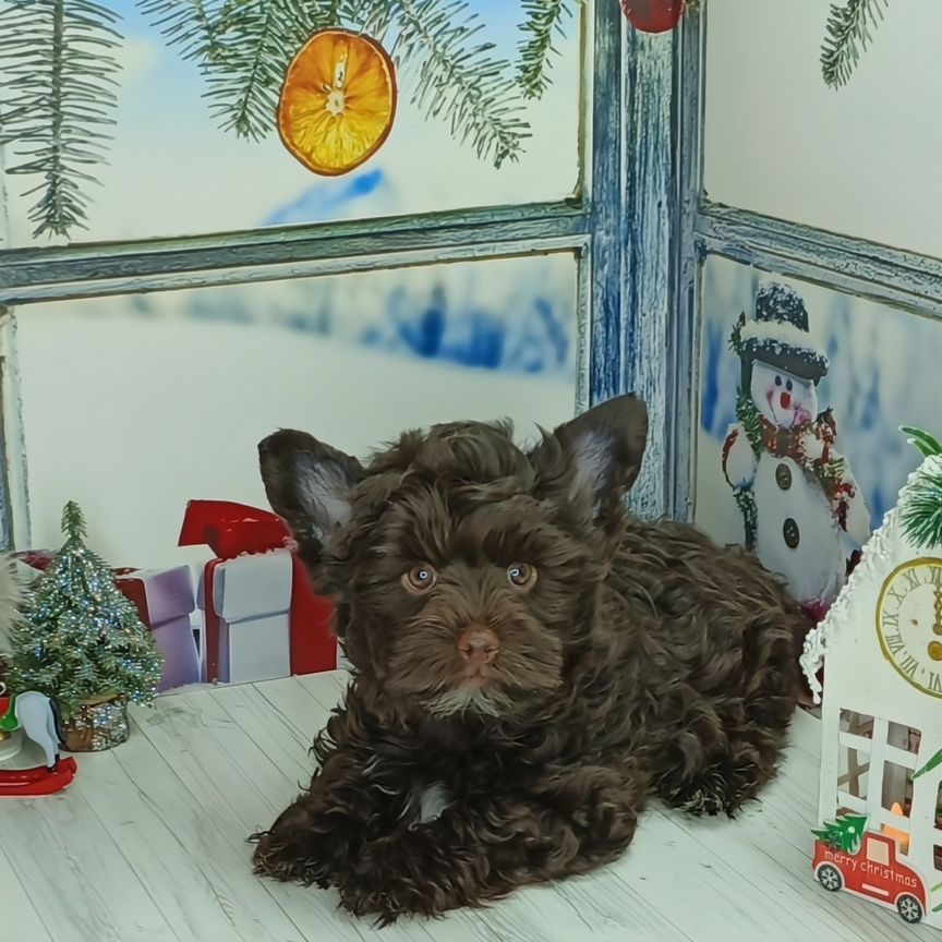 Йоркширский терьер, щенок