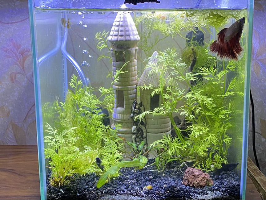 Аквариум с рыбками