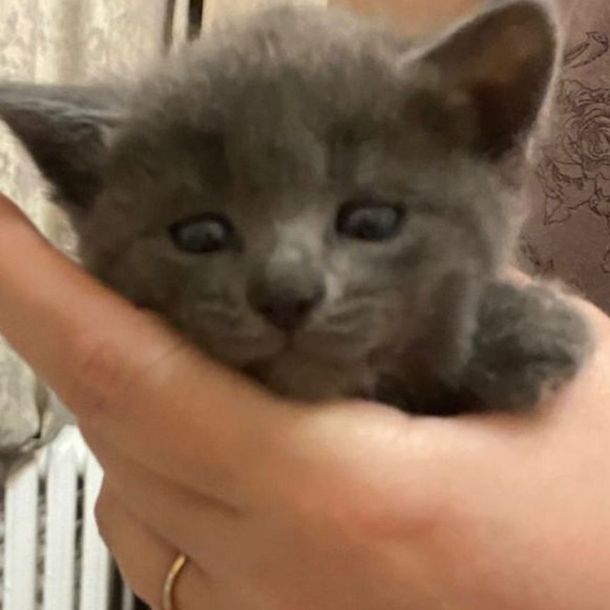 Шатланские вислоухие котята