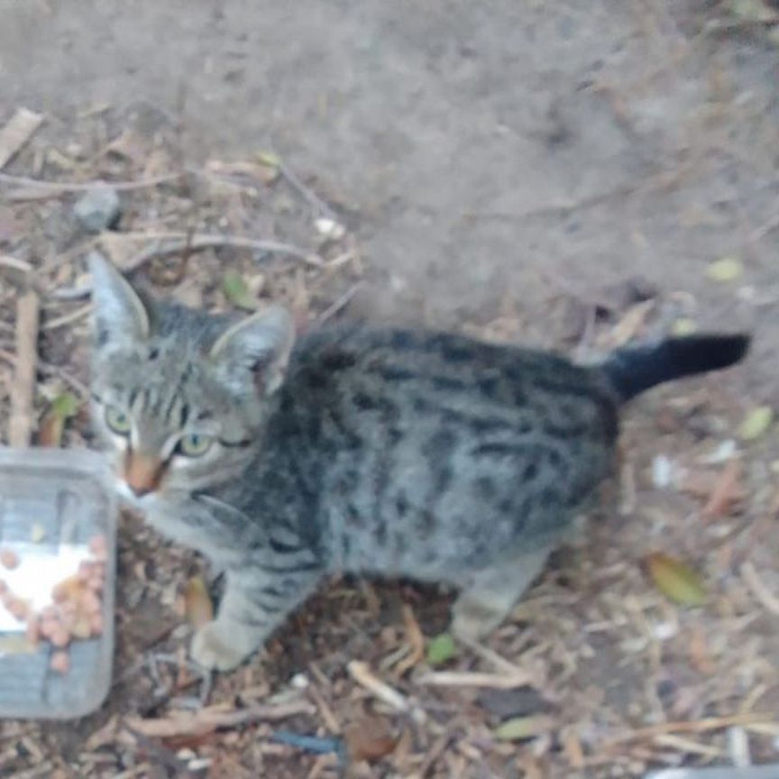 Котик в добрые руки, 4 мес
