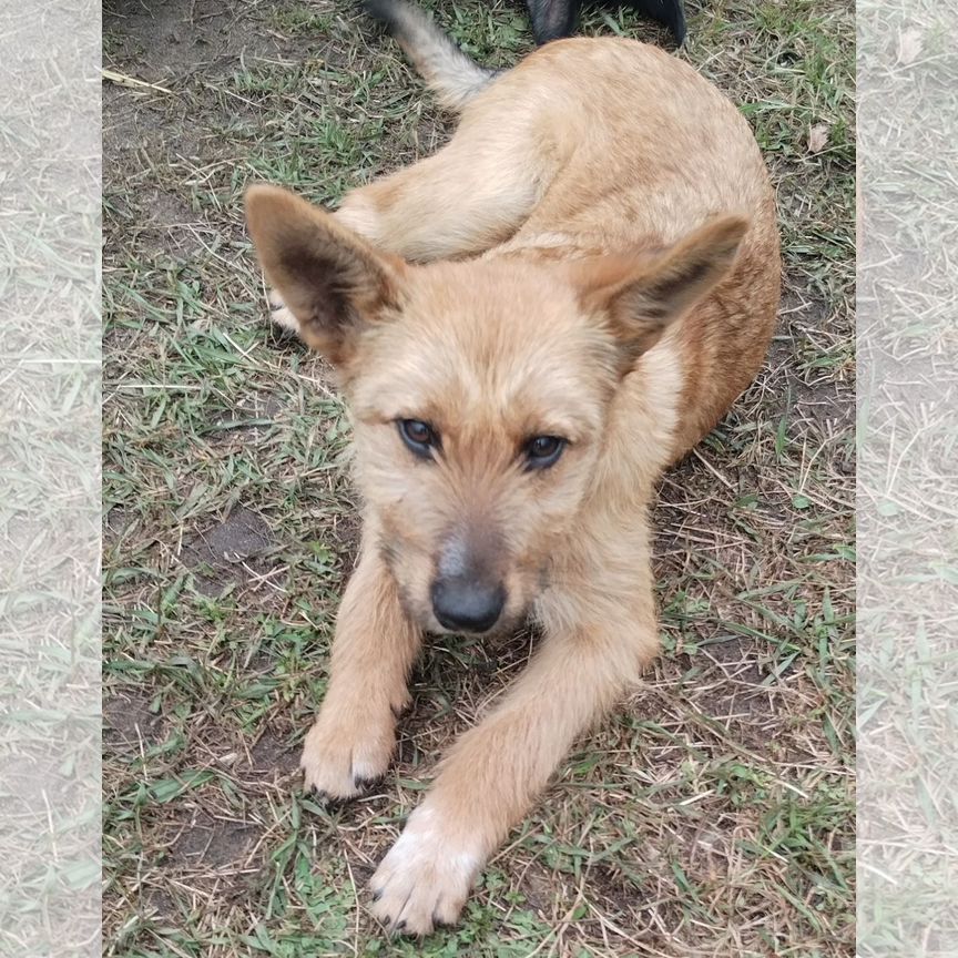 Щенок в добрые руки