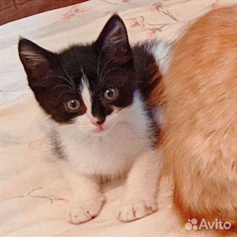 Чёрно-белый котенок девочка