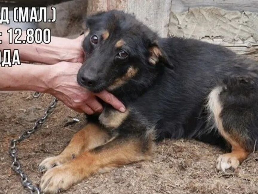 Собачка в добрые руки бесплатно