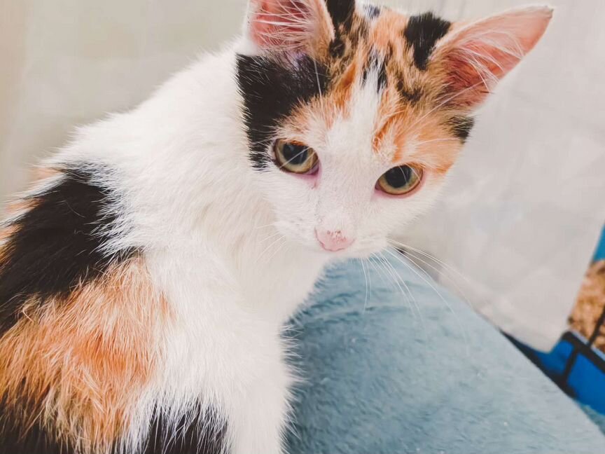 Котёнок