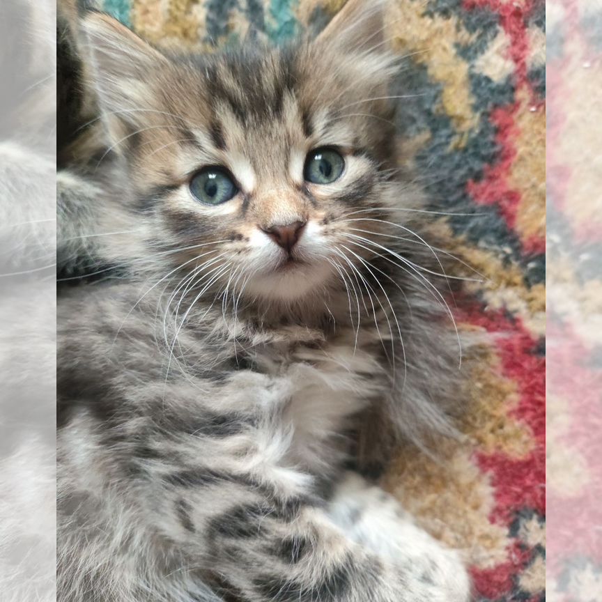 Сибирский котёнок