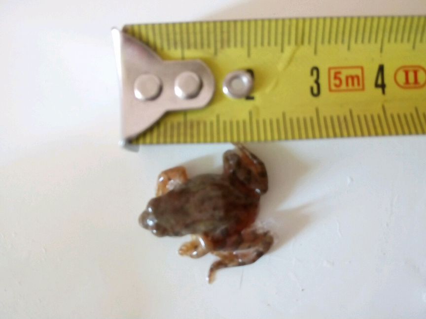 Лягушки на корм замороженные кормовые