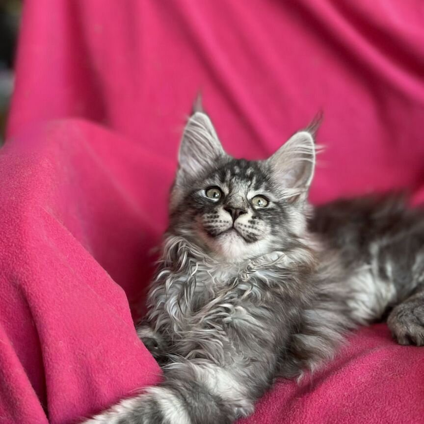 Клубный чистокровный котёнок породы мейнкун