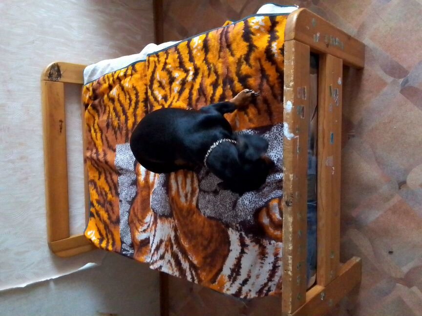 Продам Таксу