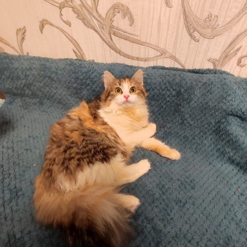 Котята ищут любимого человека