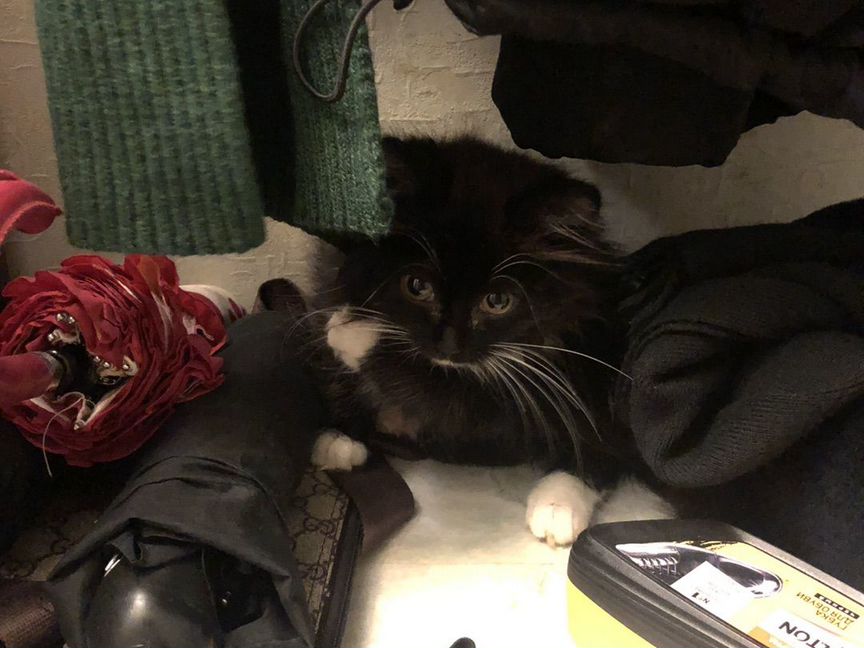 Котенок