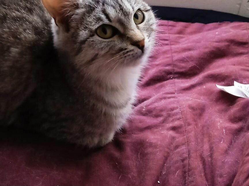 Отдаём котят в хорошие руки