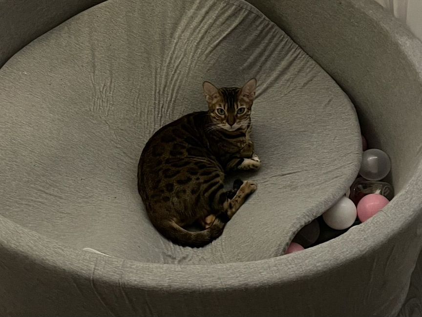 Бенгальская кошка