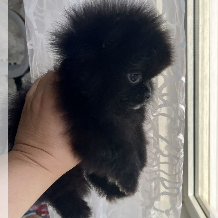 Мини черный мишка