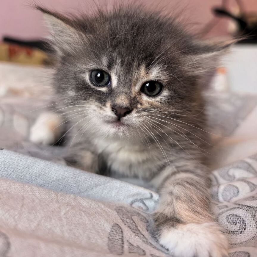 Котёнок в добрые руки