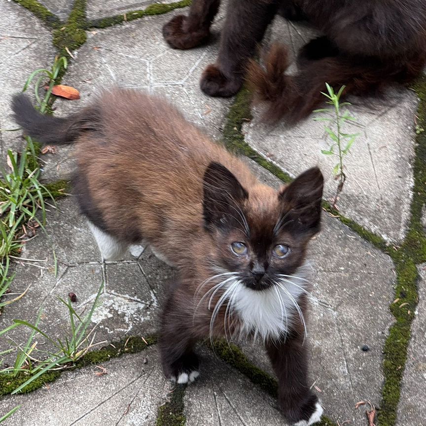 Котенок девочка в добрые руки
