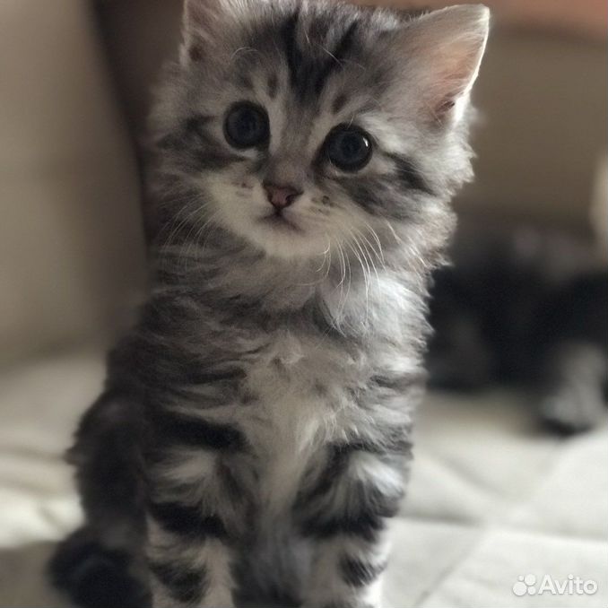 Сибирские котята от клубных родителей