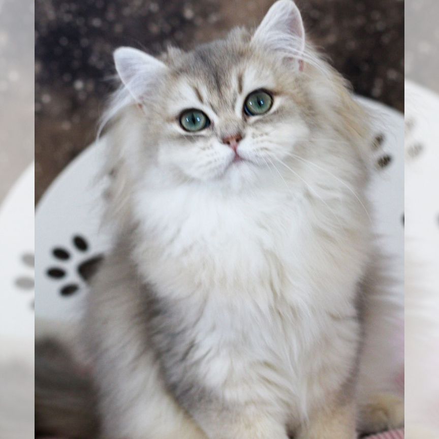 Британский длинношёрстный котёнок