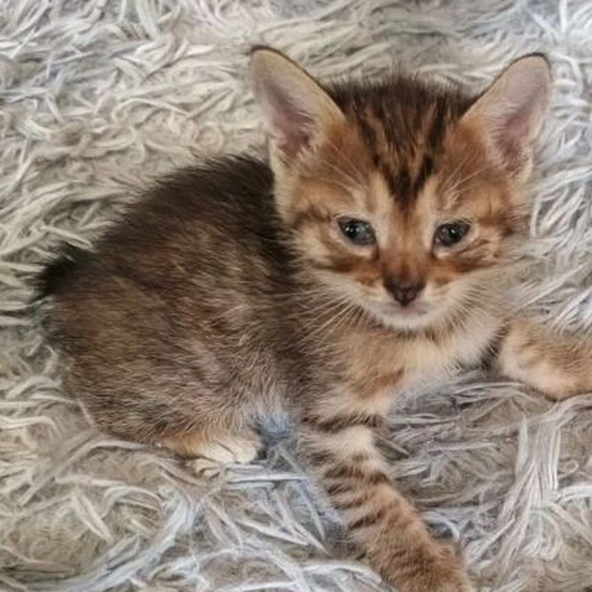 Курильский бобтейл короткошёрстный котёнок