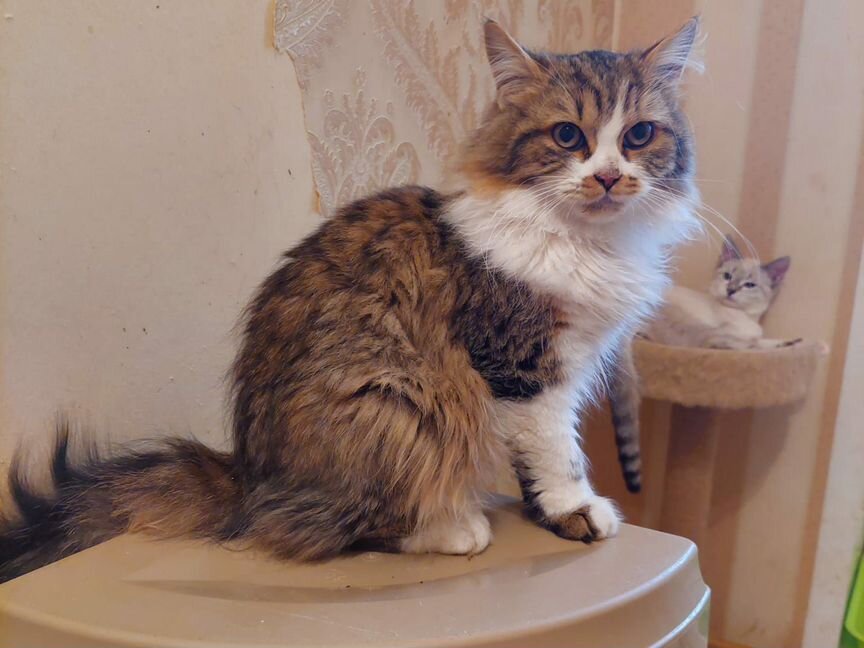 Кошечка ищет дом