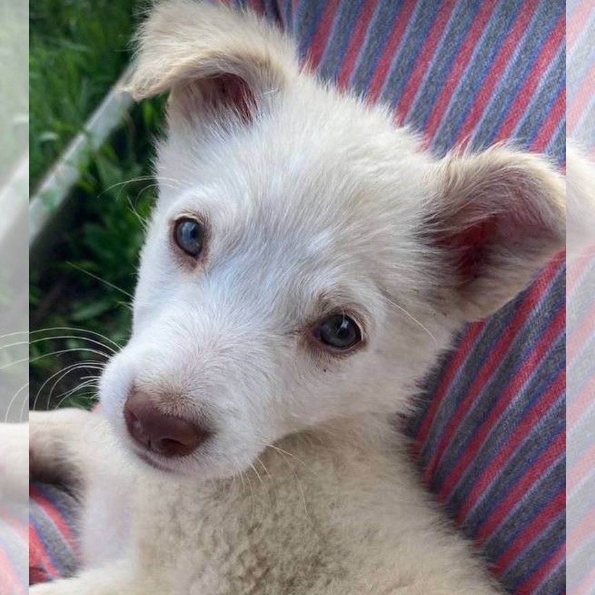 Лабрадор-ретривер, щенок