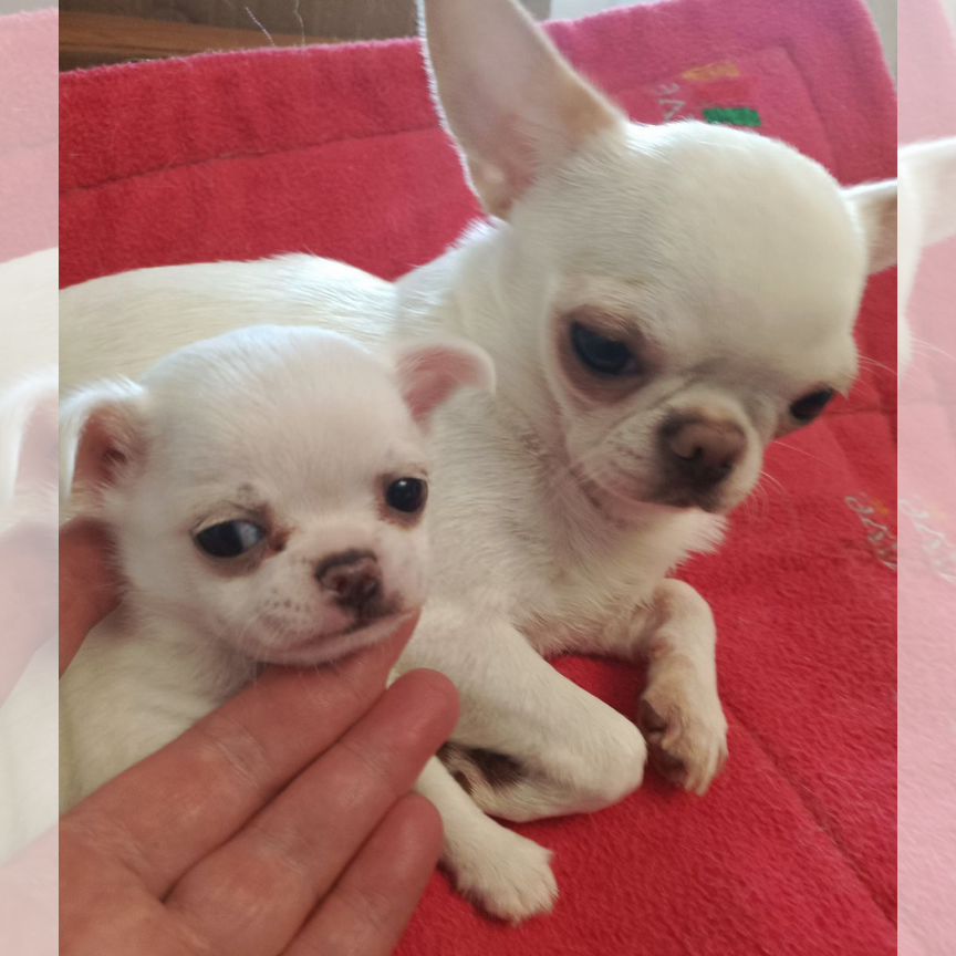 Чихуахуа, щенок