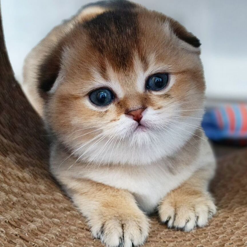 Шотландский вислоухий короткошёрстный котёнок
