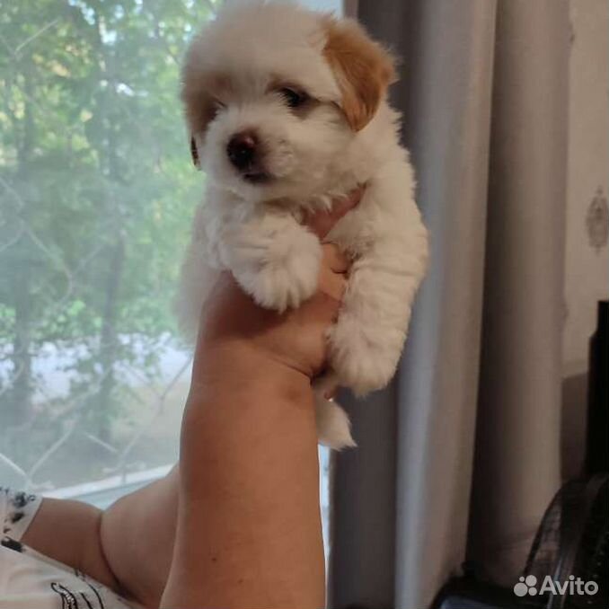 Мальтипу мальчик мини ф2