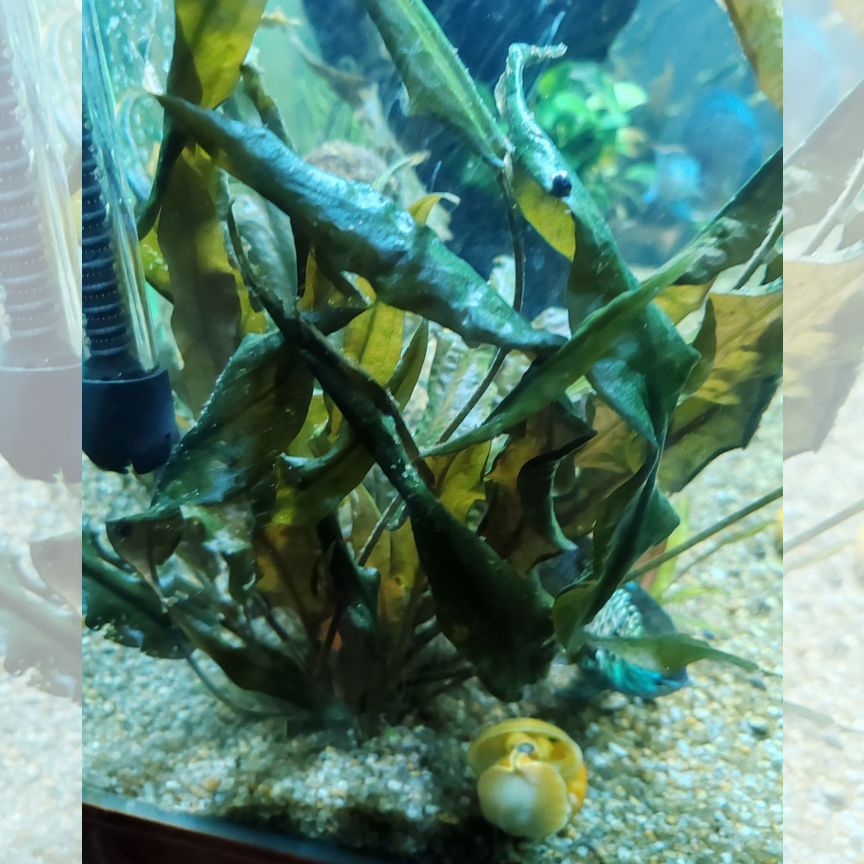 Криптокорина вендетта