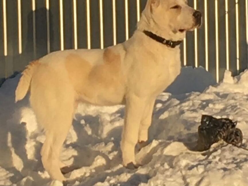 Алабай щенок