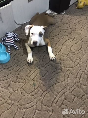 Отдам в хорошие руки,Стаффорд мальчик 7 месяцев