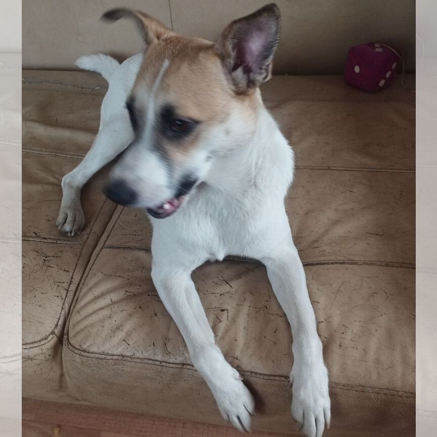 Взрослая собака в добрые руки