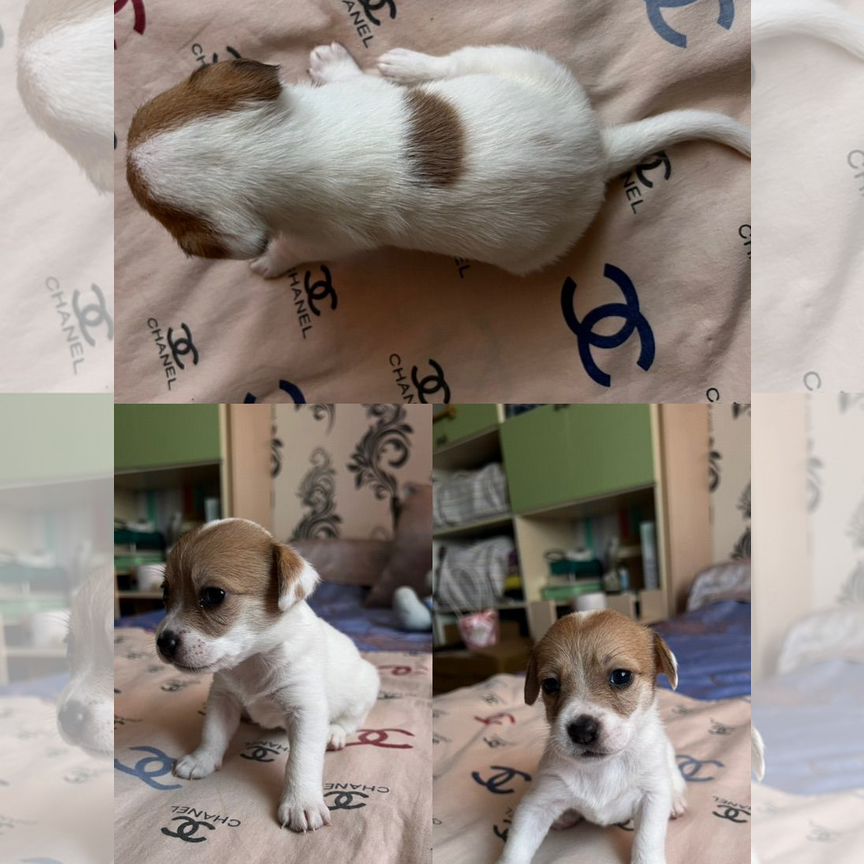 Джек-рассел-терьер, щенок