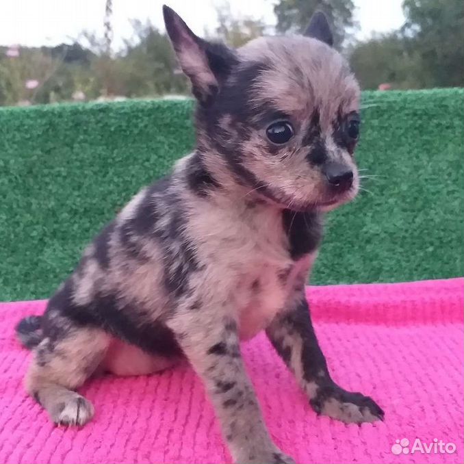 Тойка Арлекинка