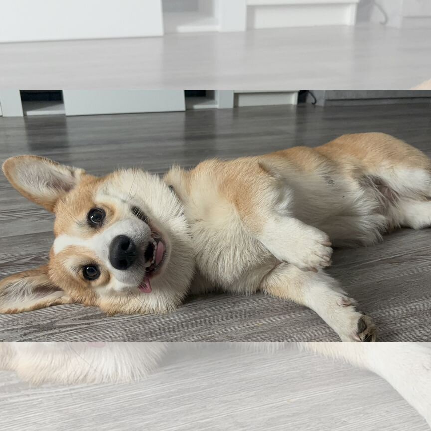 Вельш Корги Пемброк, взрослый пёс