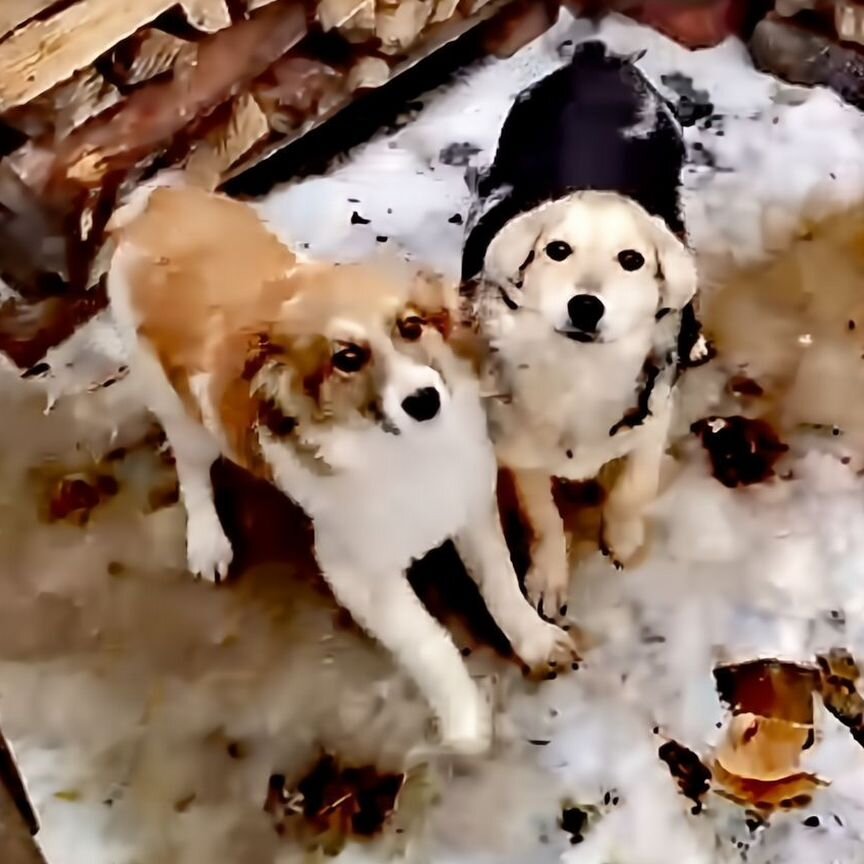 Щенок в добрые руки