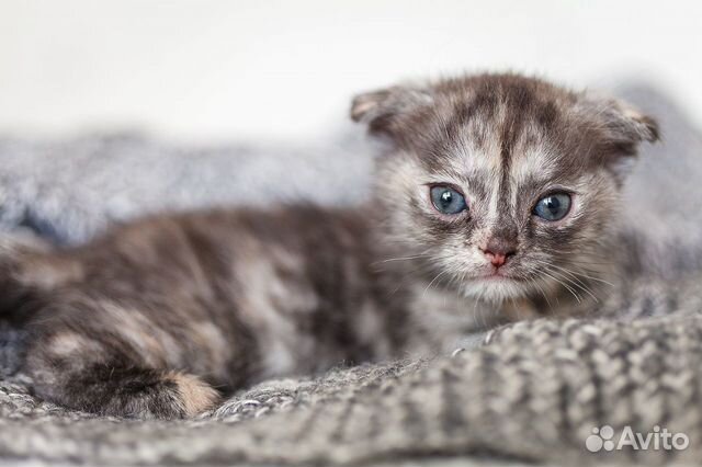 Милейший котенок