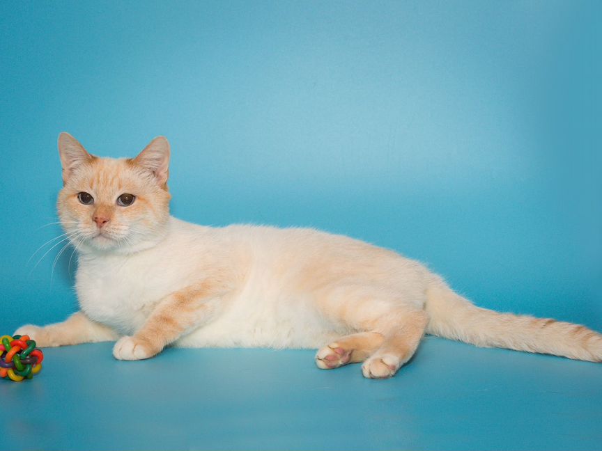 Сиамский котик