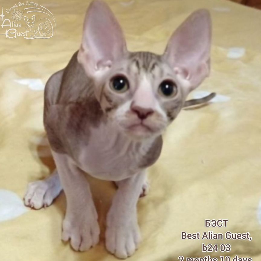 Котята корниш-рекс, малыш Бэст