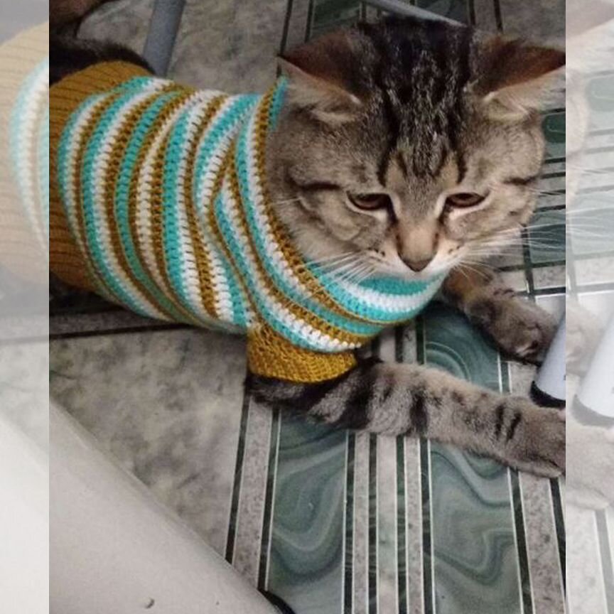 Кофта для кота
