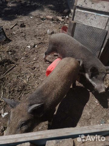 Вьетнамские поросята