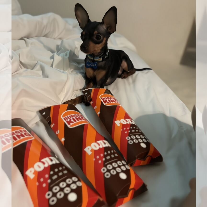 Русский той-терьер, щенок